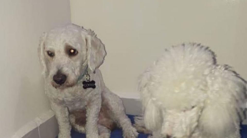 Funcionario de la ONU patea a perrito brutalmente en un ascensor ...