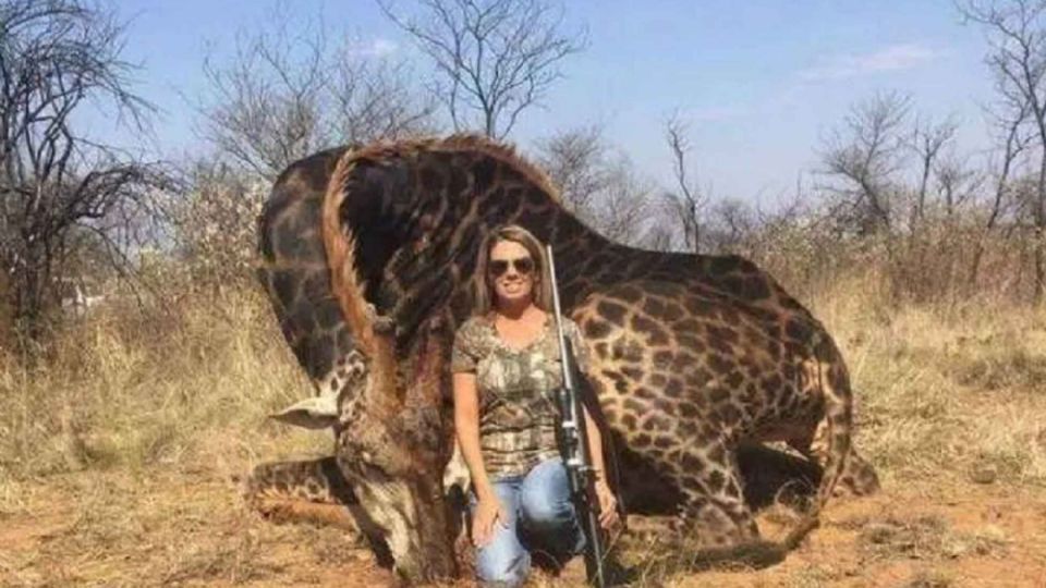 Una cazadora exhibe una jirafa muerta como trofeo y la llaman ...