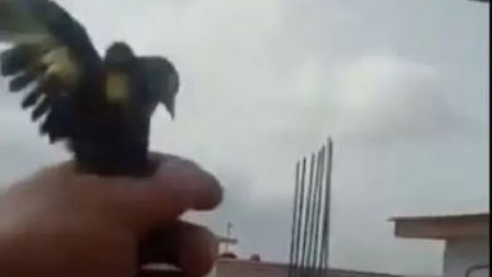 VIDEO. Hombre en cuarentena, tuvo empatía y liberó a pájaros de sus ...