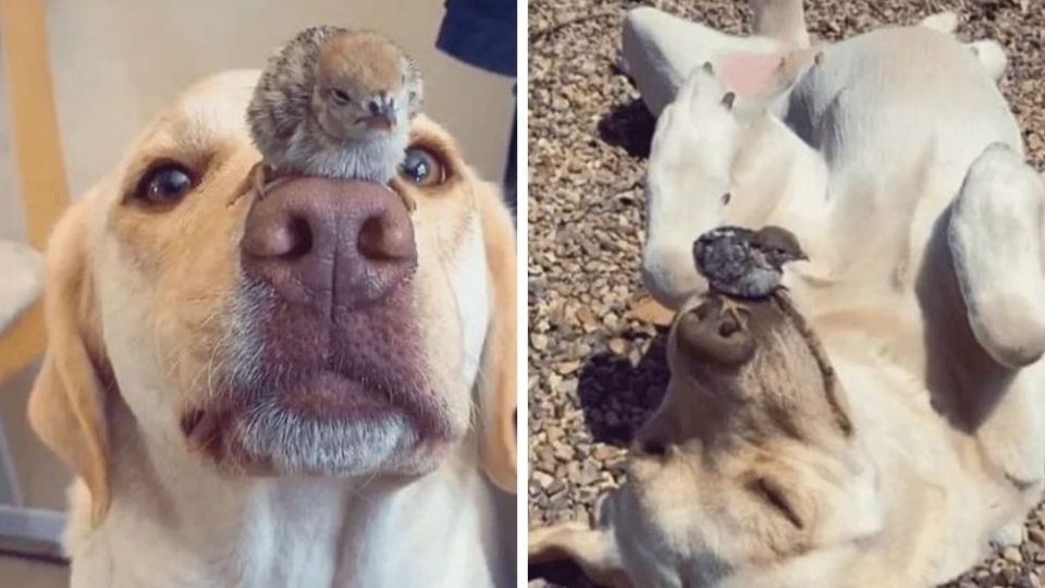 VIDEO. Perrito 'adopta' a pollitos después de perder a su mamá ...