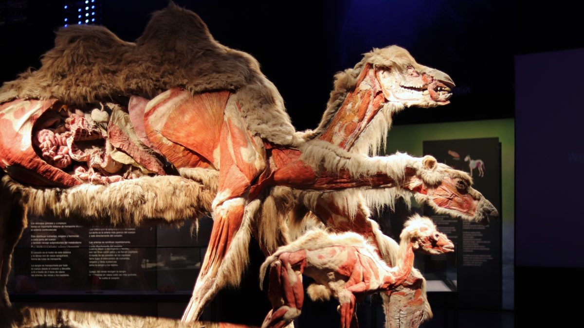 La exposición Body Worlds Animal Inside Out: Explora León recibe a más ...
