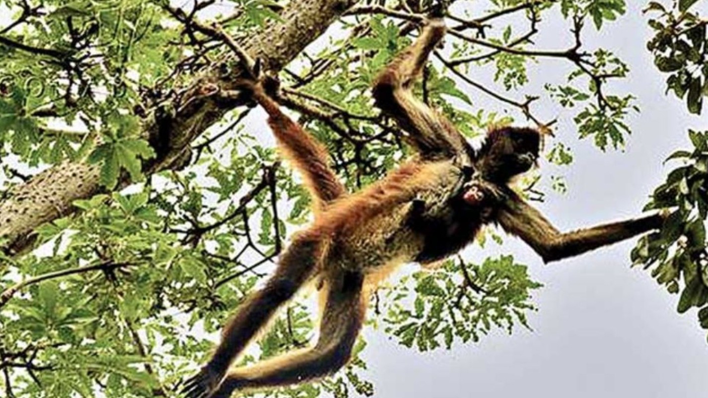 Mono araña es hallado muerto cerca del Zoológico de León, pero niegan ...
