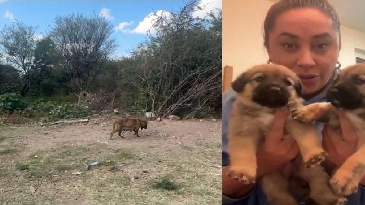 Rescate de perritos incendio capital. Localizan a la madre